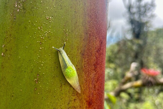 Explore El Yunque National Forest Guided Nature Adventure - Why This Tour Works Well for Certain Travelers