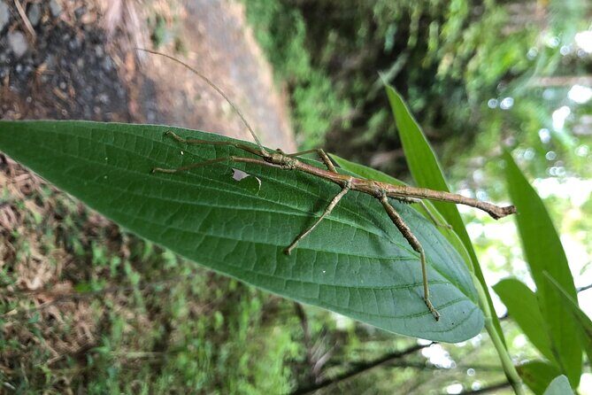 Explore El Yunque National Forest Guided Nature Adventure - Who Should Consider This Tour