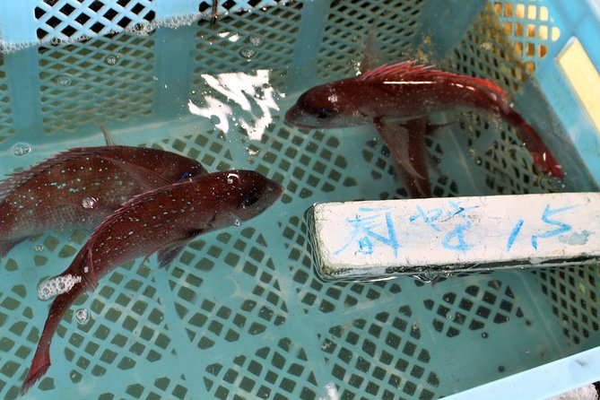 Explore Fishermen Island in Japan(Ise-Shima) - Exploring the Fishing Village