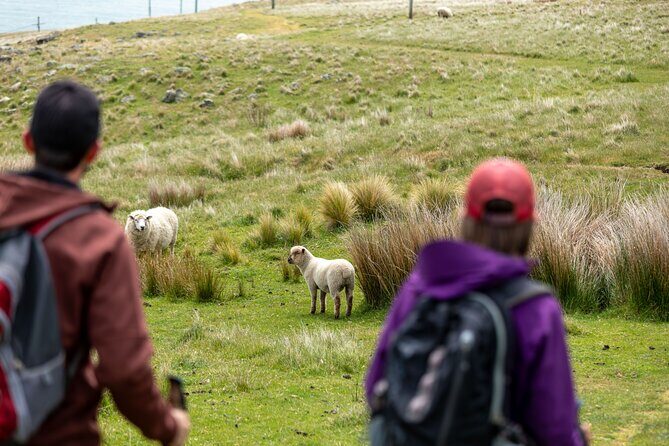 Explore Godley Head, Lyttelton & Christchurch (Small Group Tour) - Final Thoughts