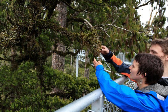 Explore Hokitika Gorge and Tree Top Walkway - Who Should Consider This Tour?
