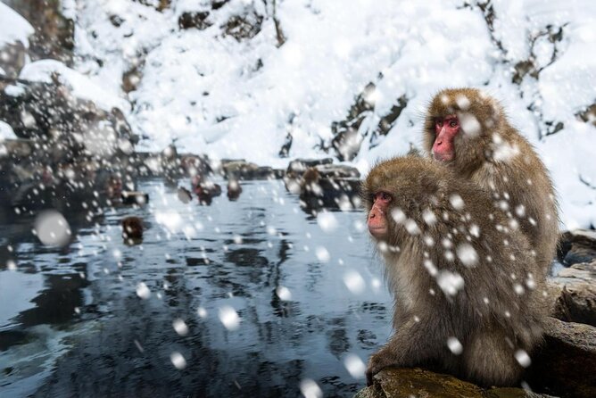 Explore Jigokudani Snow Monkey Park With a Local Guide - Key Points