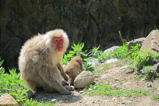 Explore Jigokudani Snow Monkey Park With a Local Guide - Relaxing at the Kaede No Yu
