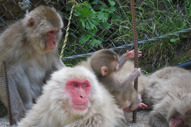Explore Jigokudani Snow Monkey Park With a Local Guide - Customizing Your Snow Monkey Park Adventure