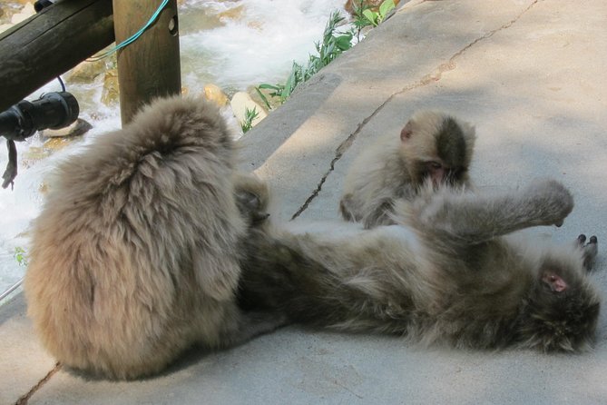 Explore Jigokudani Snow Monkey Park With a Local Guide - Preparing for Your Jigokudani Snow Monkey Park Tour