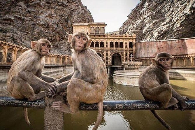 Explore Jodhpur From Jaipur With Transport To Udaipur In One Day - Who Would Love This Tour?