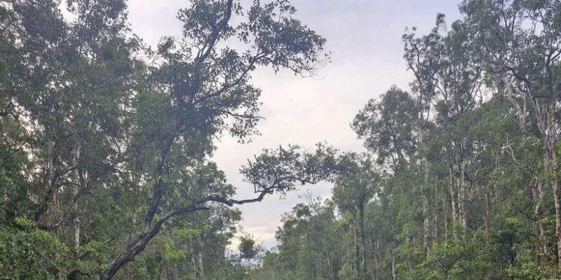 Explore Jungle in Borneo and Orangutan Kelotok Tour 3D/2N - What’s Included and What’s Not