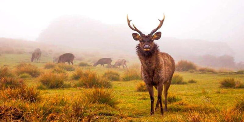 Explore Kandy & Nuwara Eliya in 2 days - What does this tour mean for you?