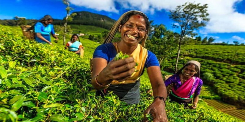 Explore Kandy & Nuwara Eliya in 2 days - Who should consider this tour?