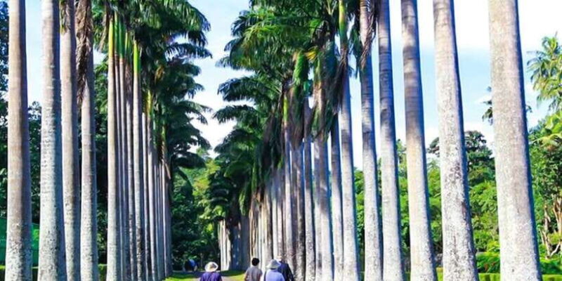 Explore Kandy, Pinnawala, and Tea Plantation from Kandy - Practical Considerations