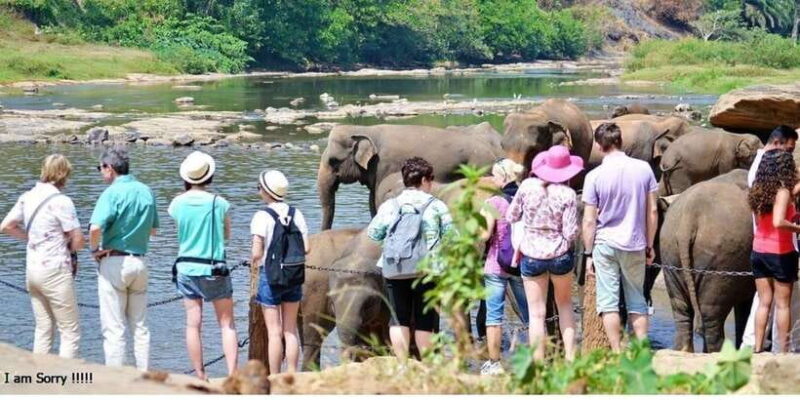 Explore Kandy, Pinnawala, and Tea Plantation from Kandy - Who This Tour Is Best For