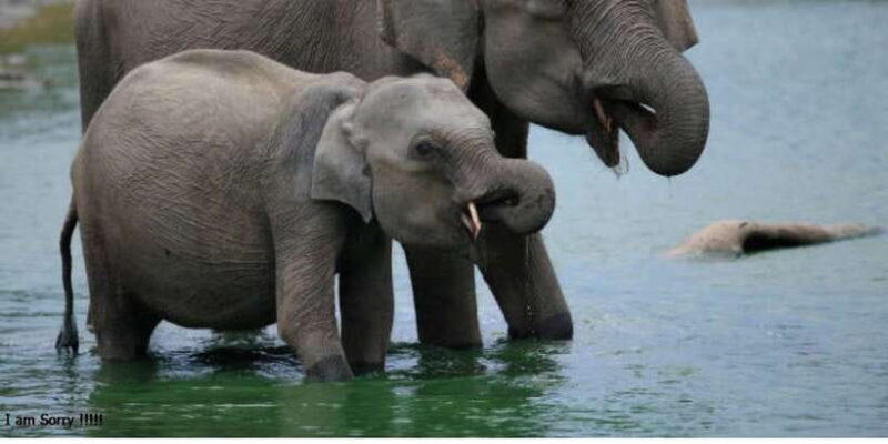 Explore Kandy, Pinnawala, and Tea Plantation from Kandy - FAQs about the Tour