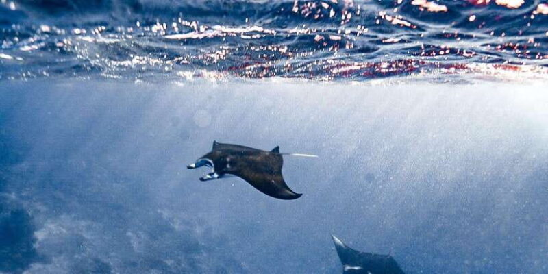 Explore Komodo Tour 3D/ 2N - The Day-by-Day Breakdown