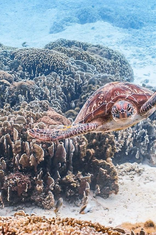 Explore Komodo Tour 3D/ 2N - Considerations and Potential Drawbacks