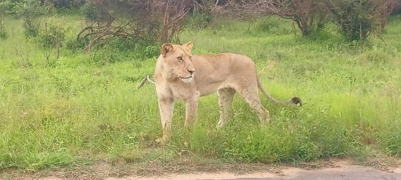 Explore Kruger Park & Sabi Sands for 4 Days & 3 Nights - Key Points