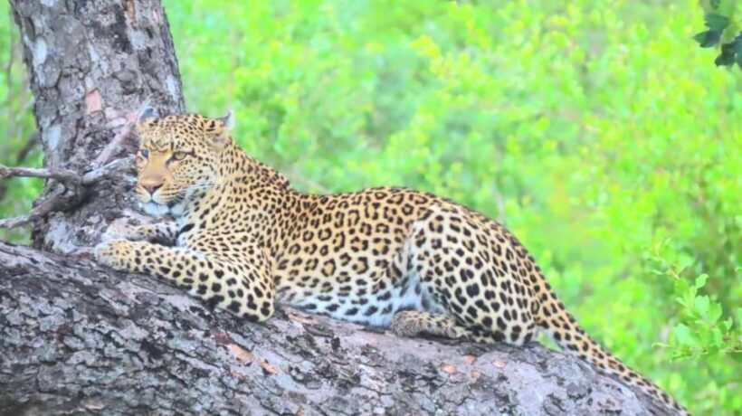 Explore Kruger Park & Sabi Sands for 4 Days & 3 Nights - Why This Tour Works Well