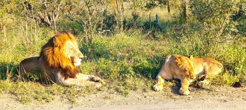 Explore Kruger Park & Sabi Sands for 4 Days & 3 Nights - Final Thoughts: Who Is This Tour For?