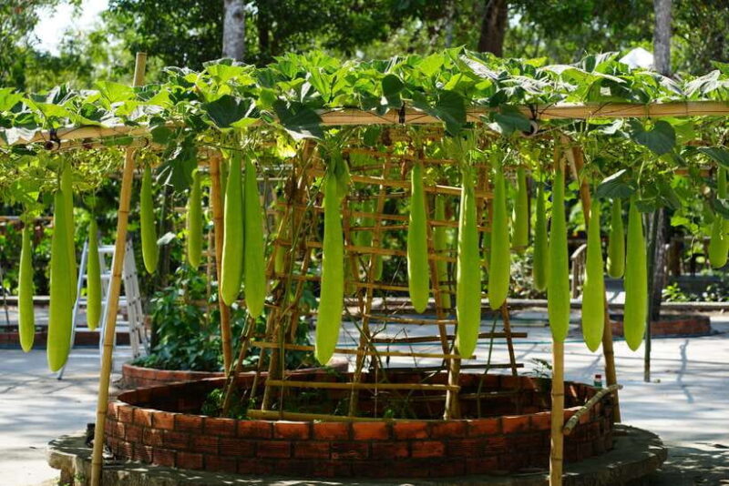 Explore Lung Ngoc Hoang in Hau Giang - Key Points