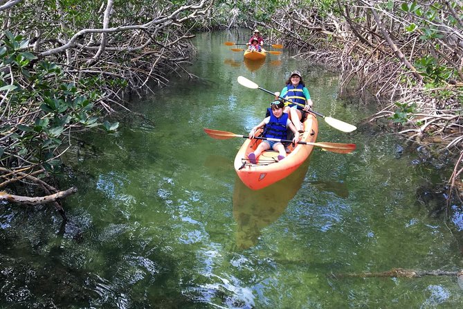 Explore Mangrove Creeks With an All Day Sup/Single Kayak Rental - Wildlife Encounters