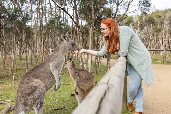 Explore Mornington Wildlife Wine and Hot Springs - Who Will Love This Tour?