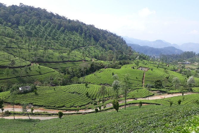 Explore Munnar Day Trip From Cochin ( By Munnar Info) - Practical Details and What You Gain
