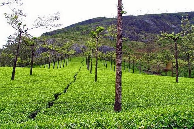 Explore Munnar Day Trip From Cochin ( By Munnar Info) - Authentic Experiences and Insights