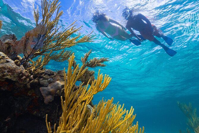 Explore Nassau's Best Spots with Snorkeling Tour - The Sum Up
