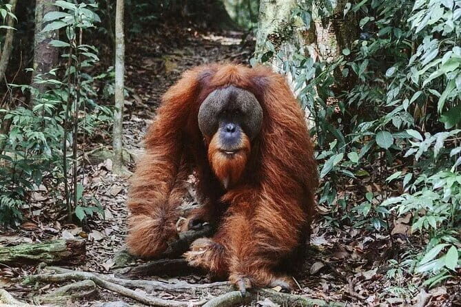 Explore North Sumatera: 7 Days Tour Adventure (Min. for 2 people) - Final Thoughts