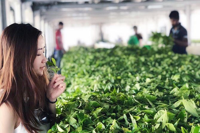Explore Nuwara Eliya | Experience the Best Tea in the World - Who Will Love This Tour?
