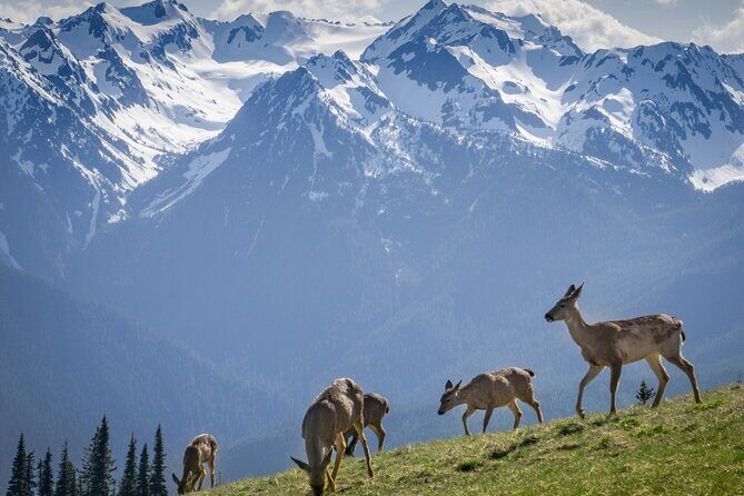 Explore Olympic National Park from Seattle through Van /Ferry - FAQ