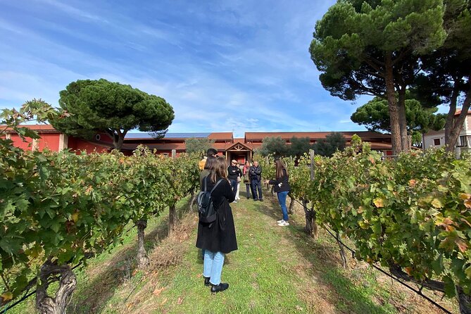 Explore Ribera Del Duero and Visit 3 Wineries With Madrid Pickup - Key Points