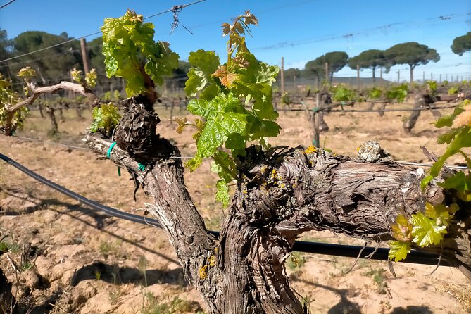 Explore Ribera Del Duero and Visit 3 Wineries With Madrid Pickup - Inclusions