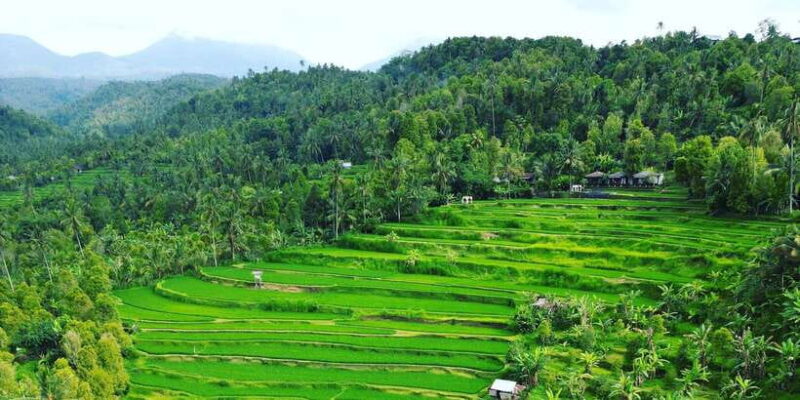 Explore rice terraces munduk & waterfall trekking experience - Practical Details: What to Expect