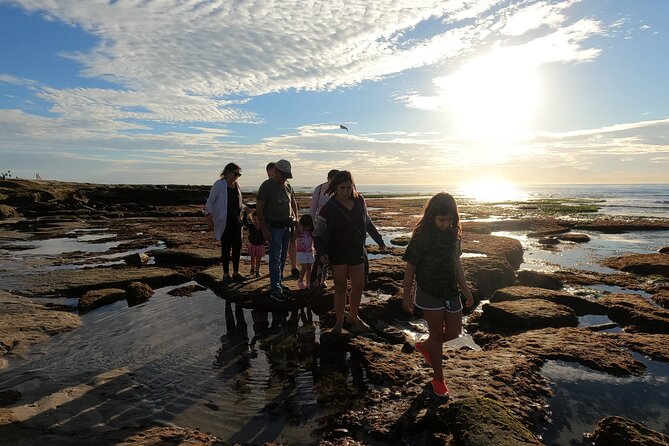 Explore San Diego Tide Pools With a Marine Biologist - Key Points
