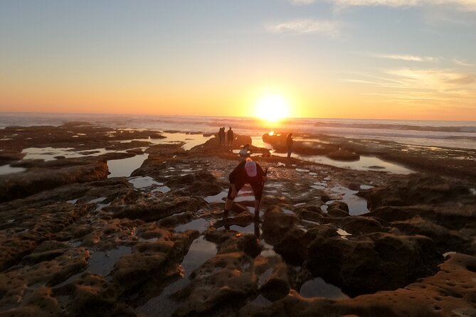 Explore San Diego Tide Pools With a Marine Biologist - What to Expect on the Tour