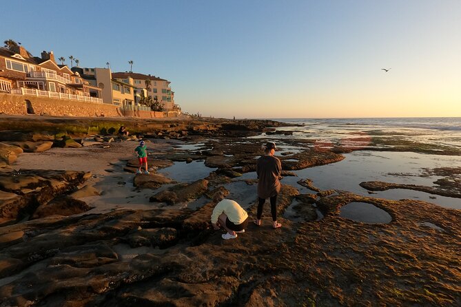 Explore San Diego Tide Pools With a Marine Biologist - Engaging Activities for All Ages