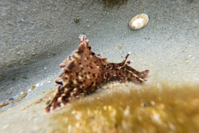 Explore San Diego Tide Pools With a Marine Biologist - Tips for an Enjoyable Experience