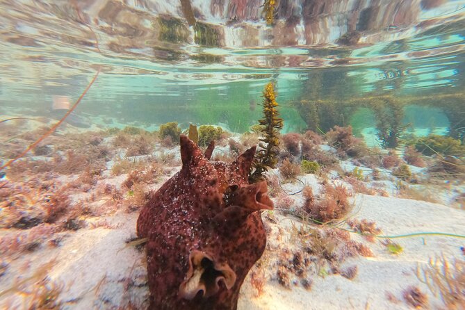 Explore San Diego Tide Pools With a Marine Biologist - Booking Information and Cancellation Policy