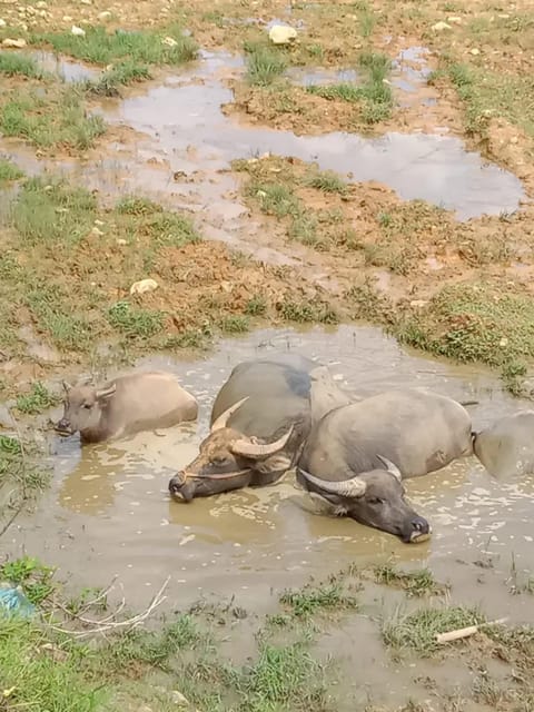 EXPLORE SAPA: 2D1N TREKKING & HMONG CULTURE WITH DINH - Authentic Experiences You’ll Treasure