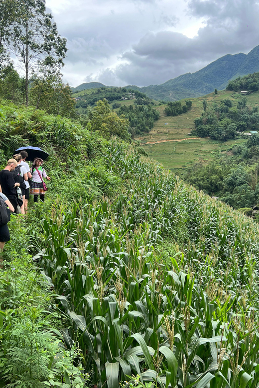 Explore Sapa by TrekkingAdventures, Mountain,Rice fields - Summary: Who Will Love This Tour?