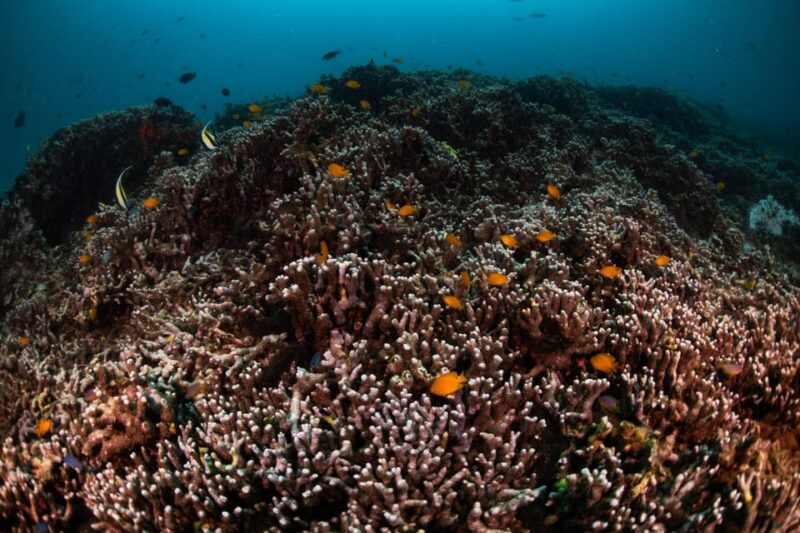 Explore Scuba diving at Racha Yai Island from Phuket - Final Thoughts