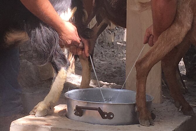 Explore Shepherds Hut and Cheese Making Process - Authenticity and Comfort in Balance