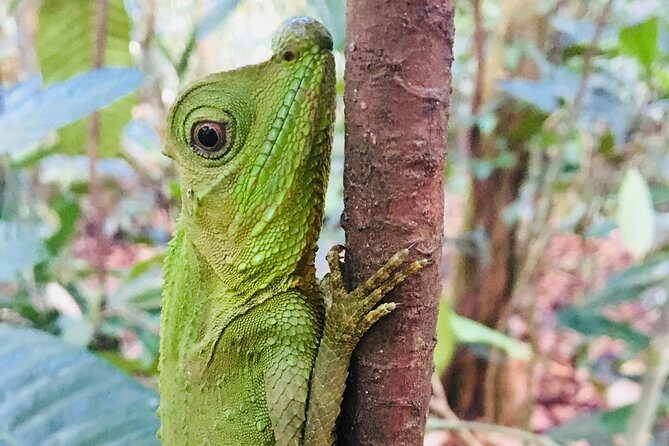 Explore Singharaja Forest Reserve (mirissa/weligama & Galle) - Final Thoughts: Is It Worth the Price?
