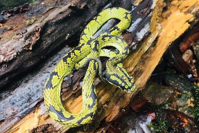 Explore Singharaja Forest Reserve (mirissa/weligama & Galle) - FAQs