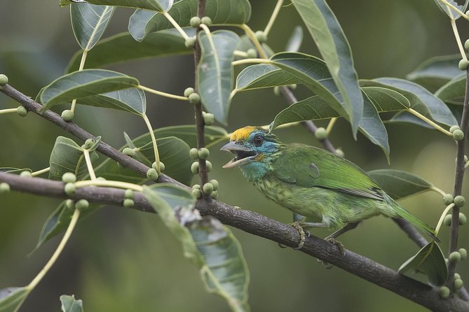 'Explore Sinharaja' rainforest - Discovery Tour (half day) - FAQ