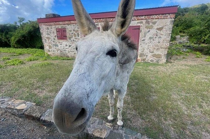 Explore St. John, Beaches and National Park Private Tour - Why Choose This Tour?