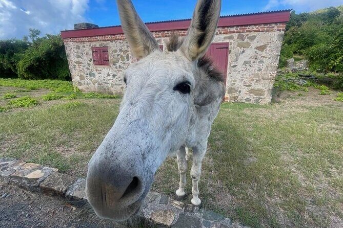 Explore St. John, Beaches and National Park Private Tour - FAQ