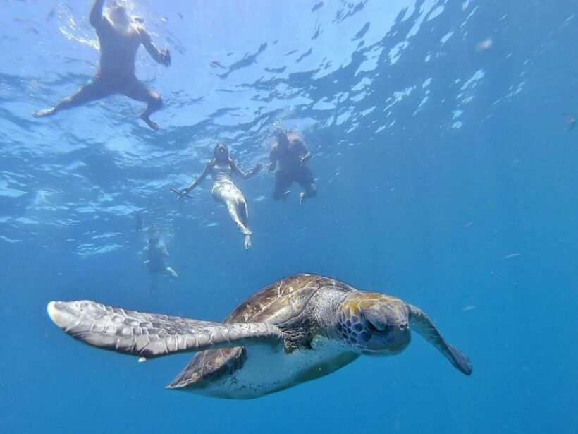 Explore Tenerife with the Snorkel Kit - A Closer Look at the Experience