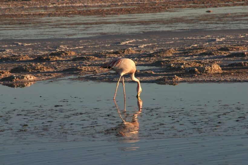 Explore The Atacama Desert and The Valley of Moon on a bike - An Adventure in the Atacama: A Practical Overview