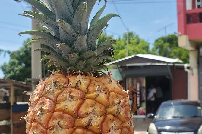 Explore the Beauty of Montego Bay Nature Tour in Jamaica - Key Points